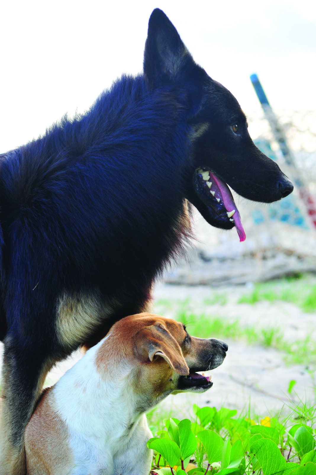 Vaccination, sterilization and identification