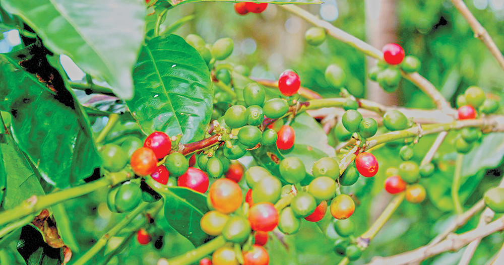 Le projet de plantation de café local est une réussite