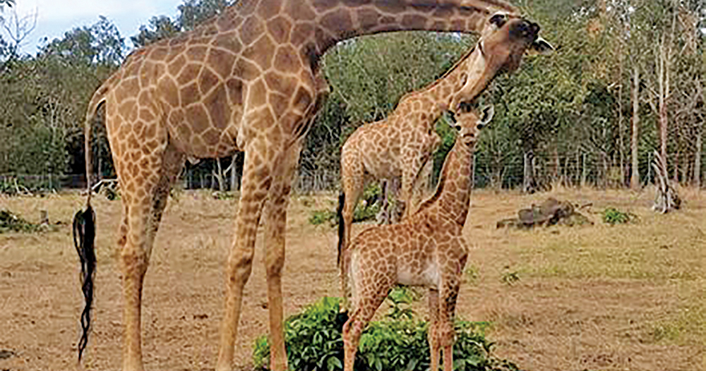 Naissance du premier girafon mauricien
